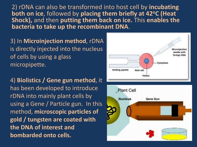 Biotechnology Principles and Processes | PPTX