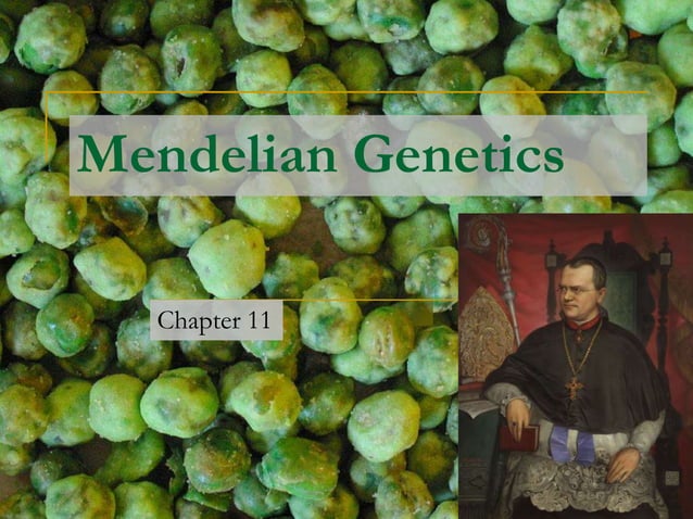 Ch 11 intro mendelian genetics sp11 | PPT
