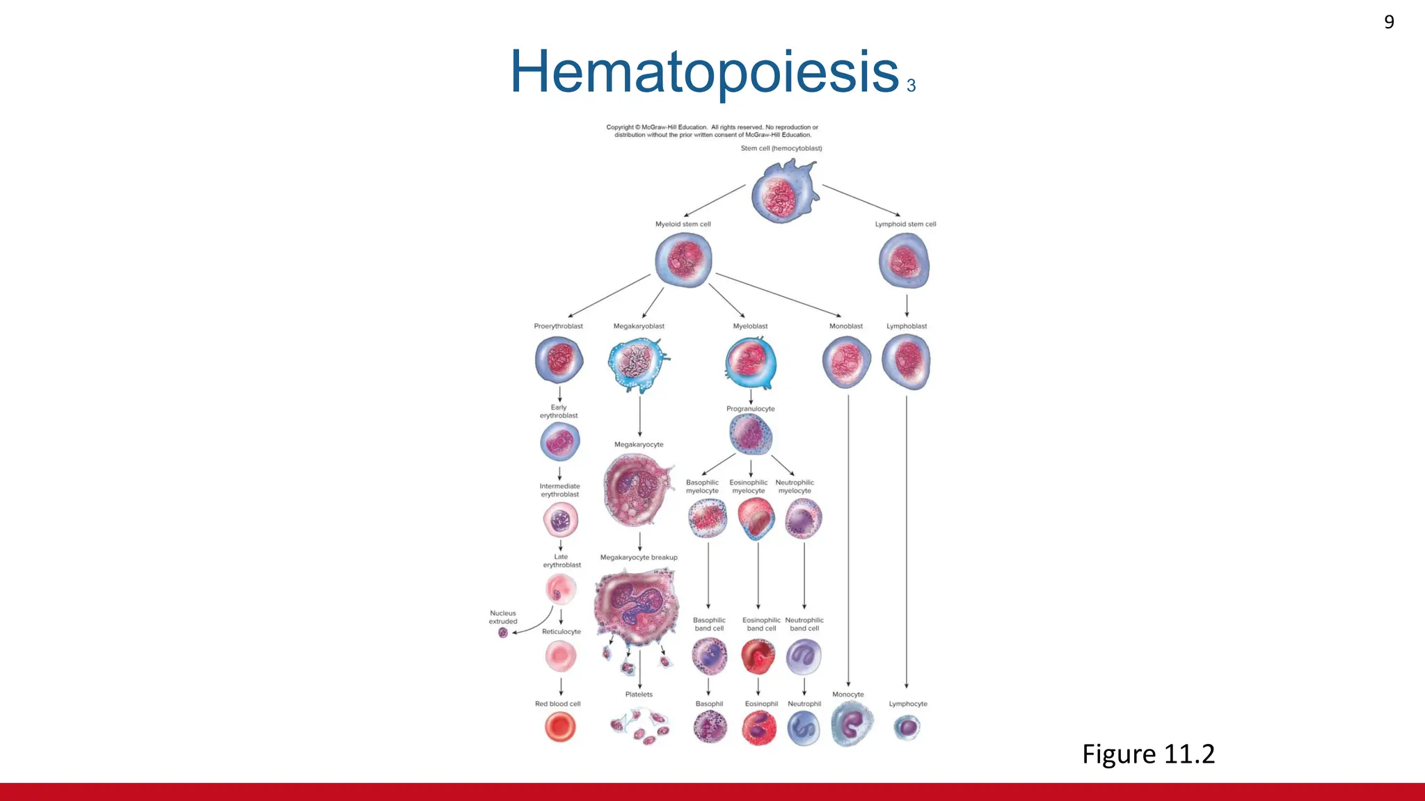 ch11_lecture_blood.pdf