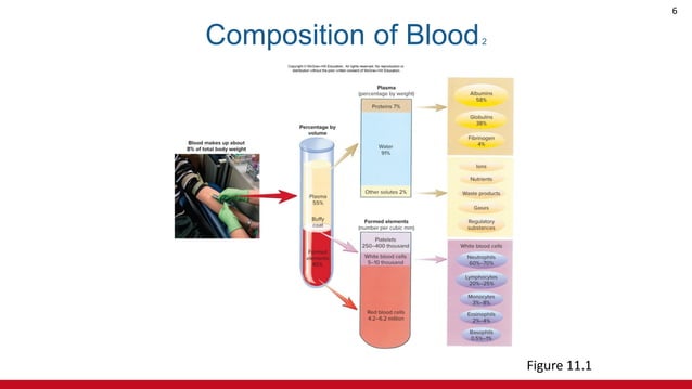 ch11_lecture_blood.pdf