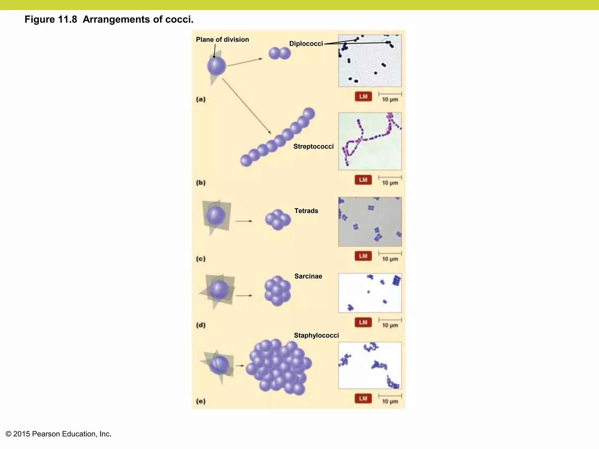 Ch11lecturepresentation 150831183103-lva1-app6892 | PPT