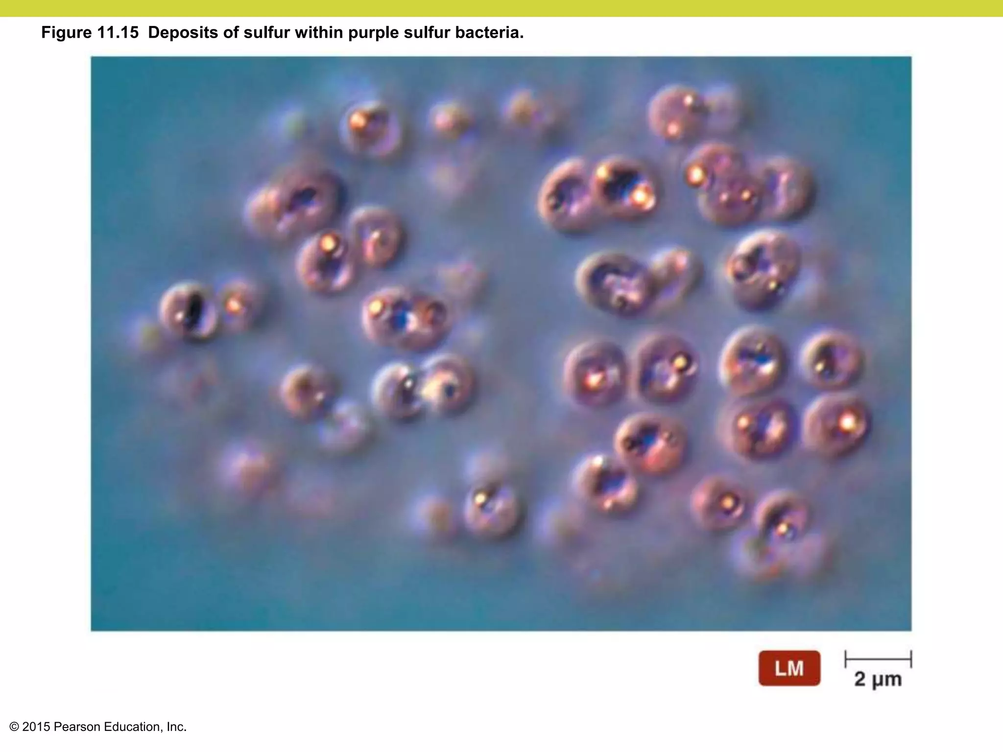 Ch11lecturepresentation 150831183103-lva1-app6892 | PPT