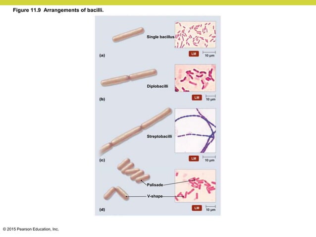 Ch11lecturepresentation 150831183103-lva1-app6892 | PPT