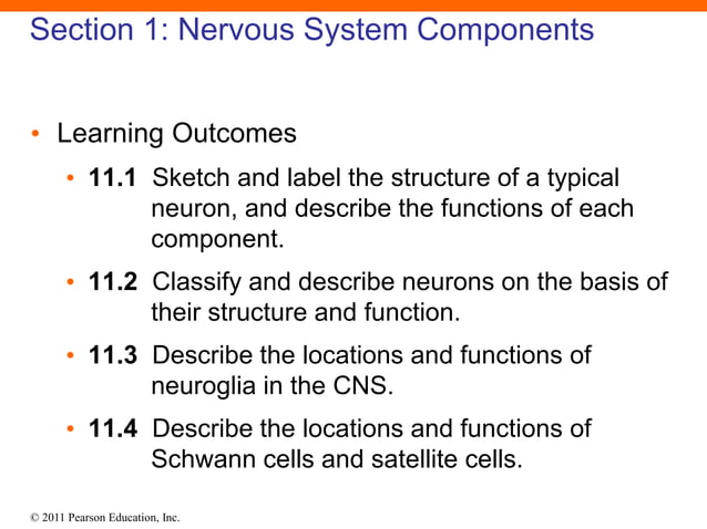 _ch_11_Neural Tissue_lecture_presentation.ppt