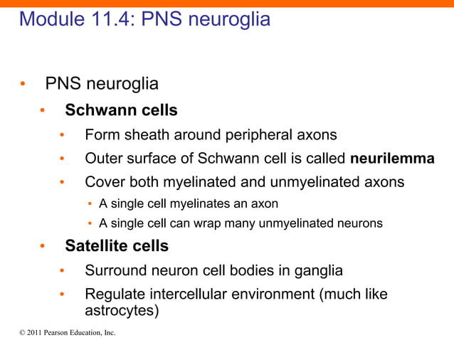 _ch_11_Neural Tissue_lecture_presentation.ppt
