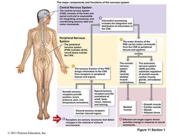 _ch_11_Neural Tissue_lecture_presentation.ppt