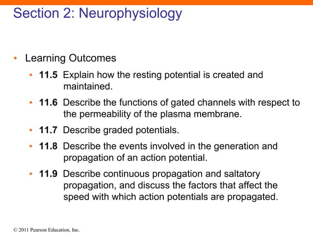 _ch_11_Neural Tissue_lecture_presentation.ppt
