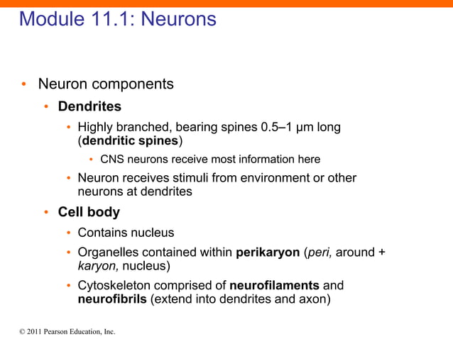 _ch_11_Neural Tissue_lecture_presentation.ppt