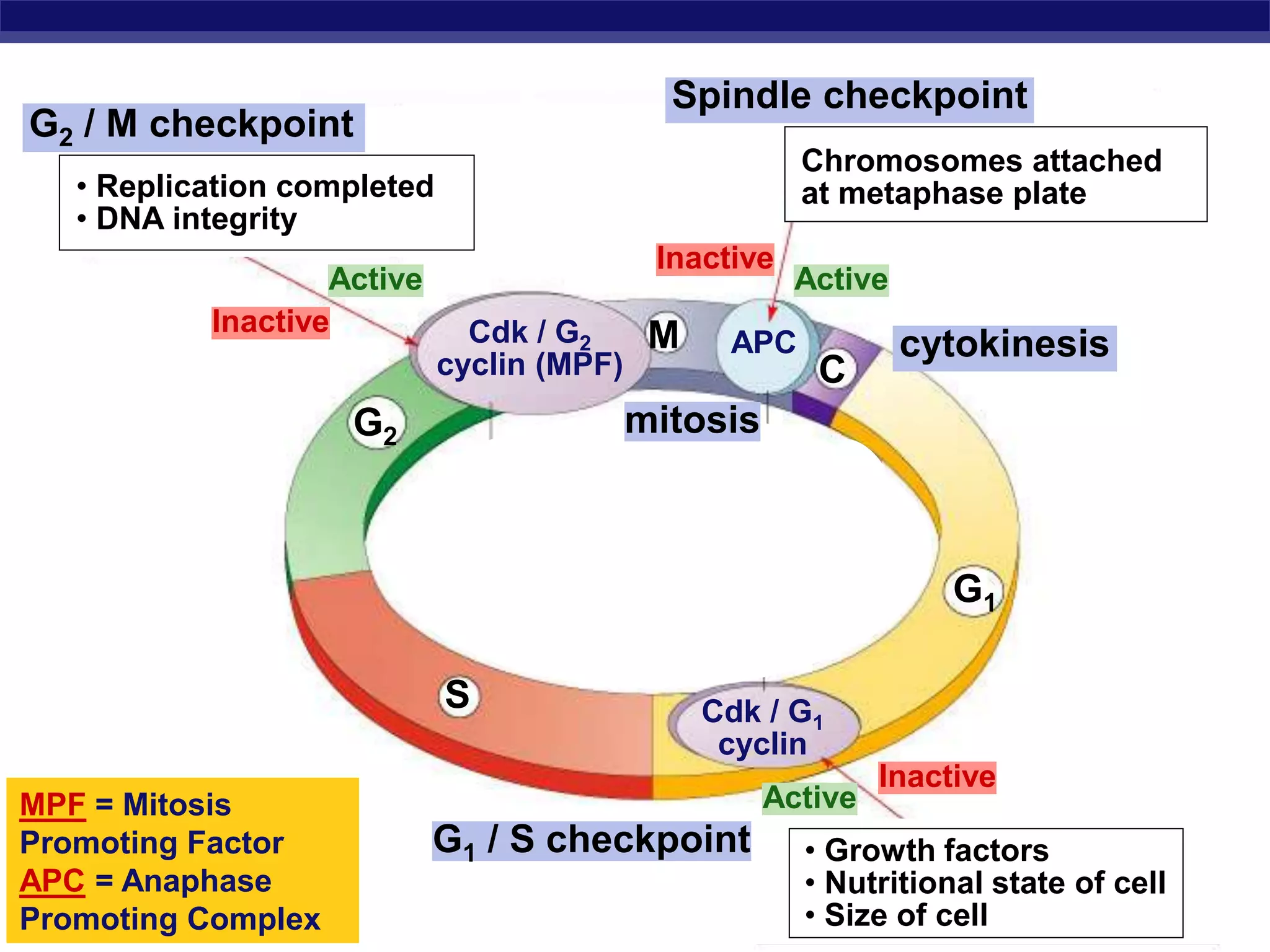 ch 11 mitosis regulation 1112 (1).ppt