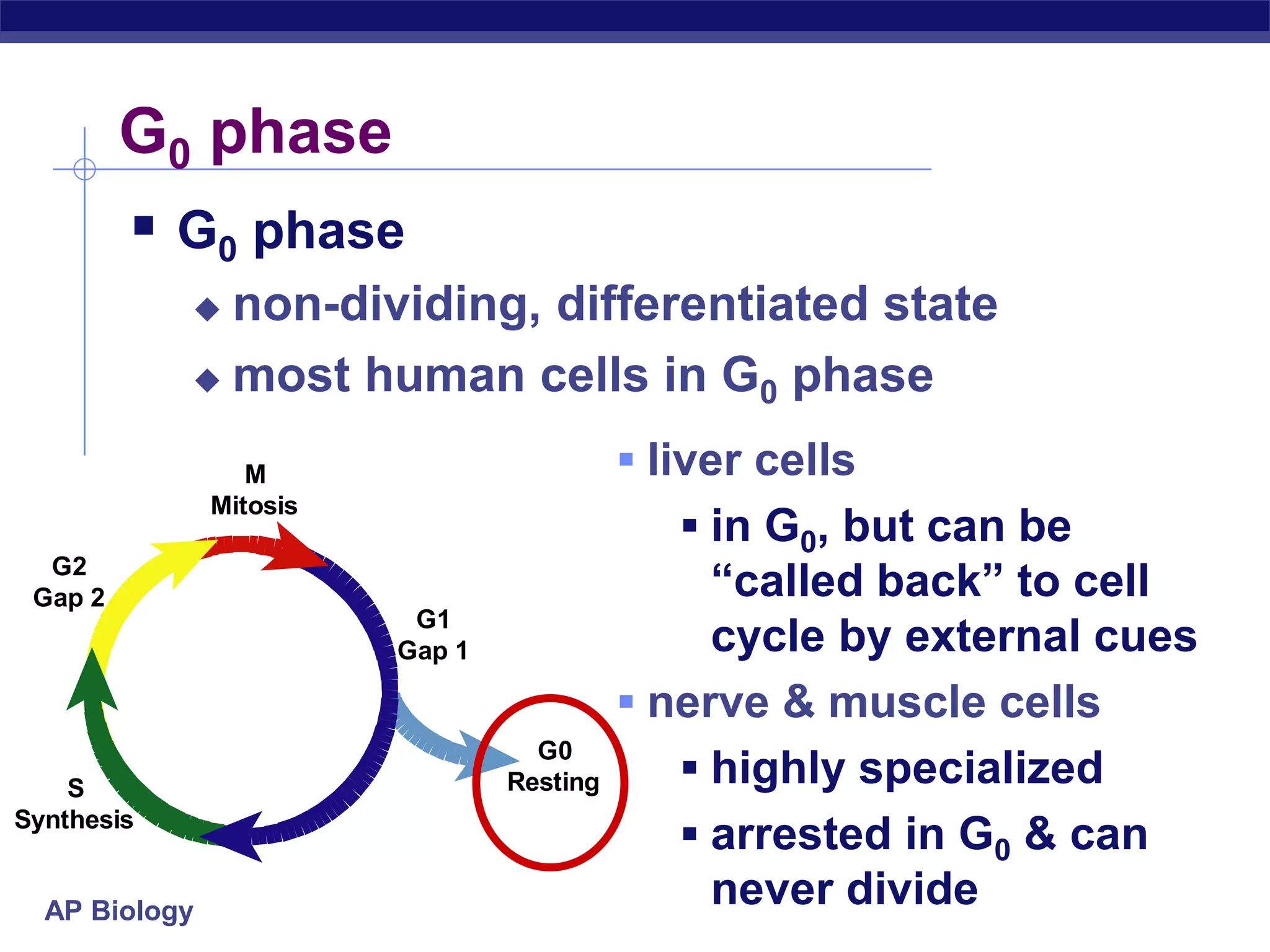 ch 11 mitosis regulation 1112 (1).ppt