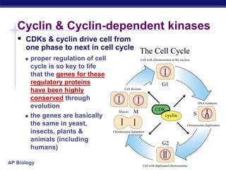 ch 11 mitosis regulation 1112 (1).ppt