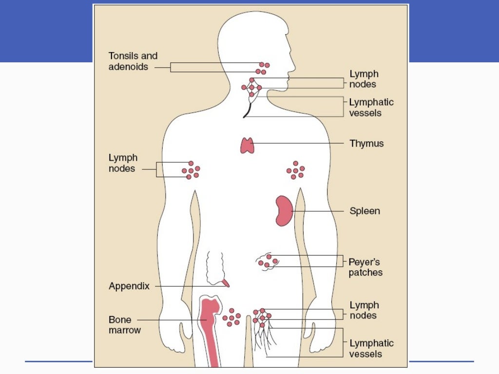 Ch11 or 13 body defenses & lymphatic system