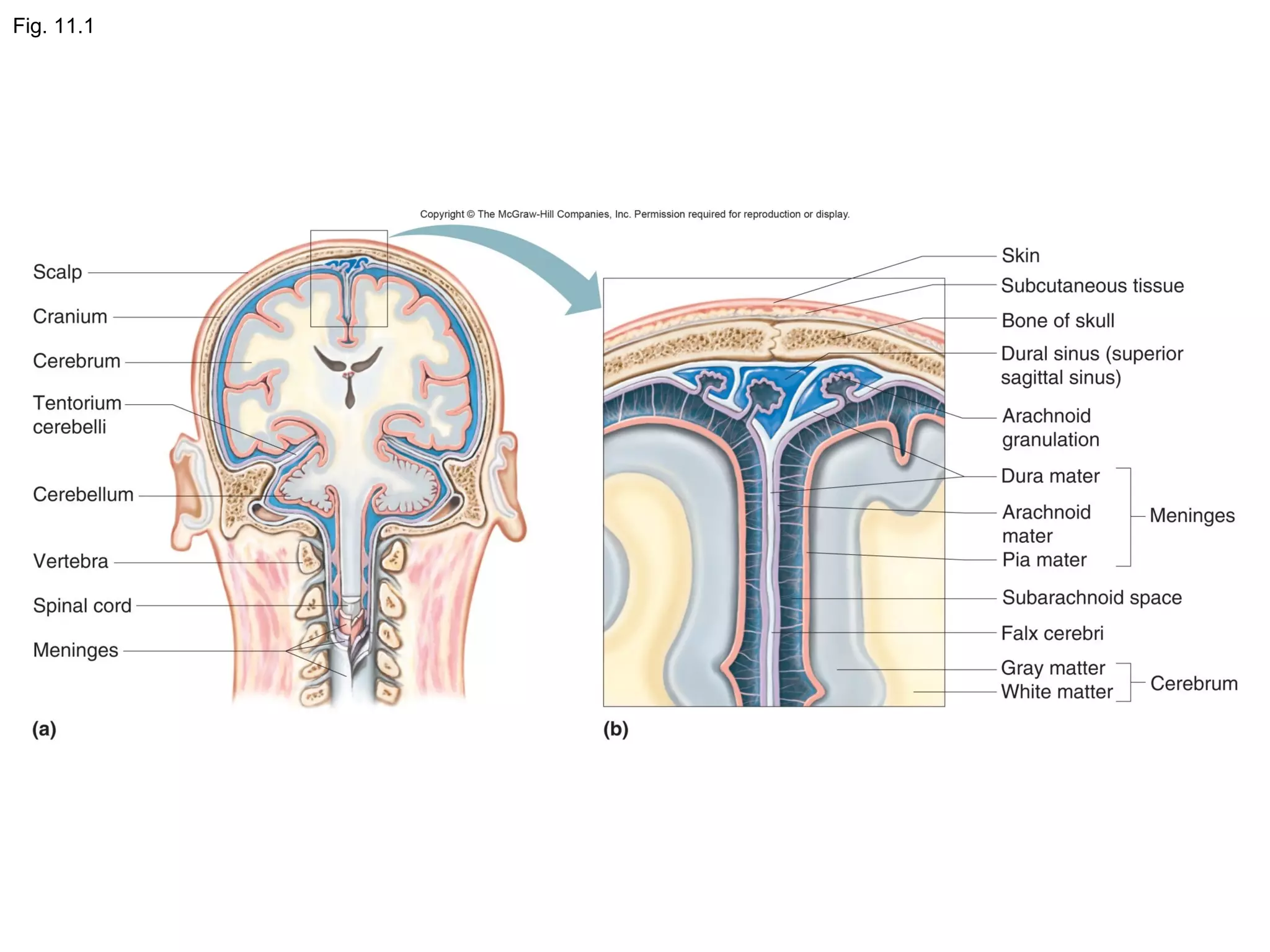 Chapter 11: Nervous System II: Divisions of the Nervous System Hole's ...