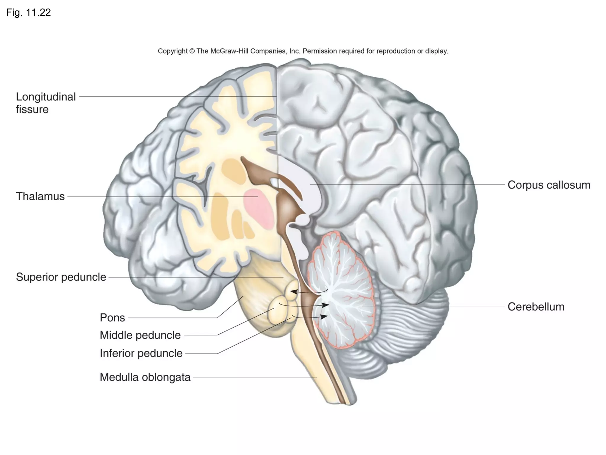 Chapter 11: Nervous System II: Divisions of the Nervous System Hole's Human Anatomy and ...