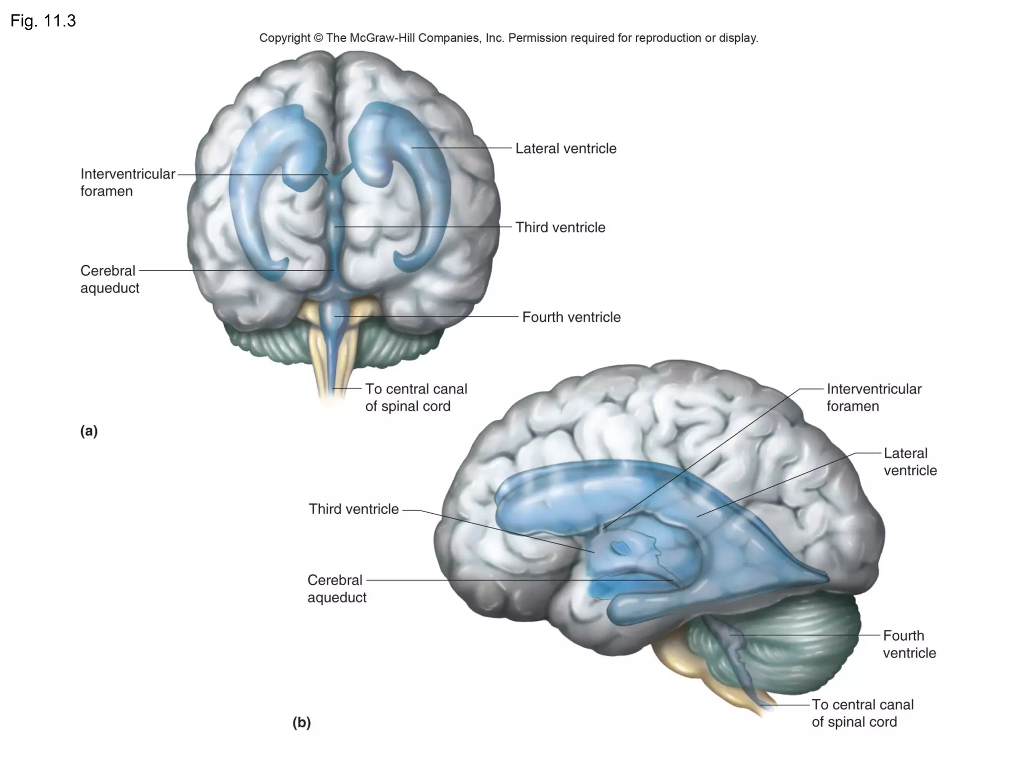 Chapter 11: Nervous System II: Divisions of the Nervous System Hole's Human Anatomy and ...