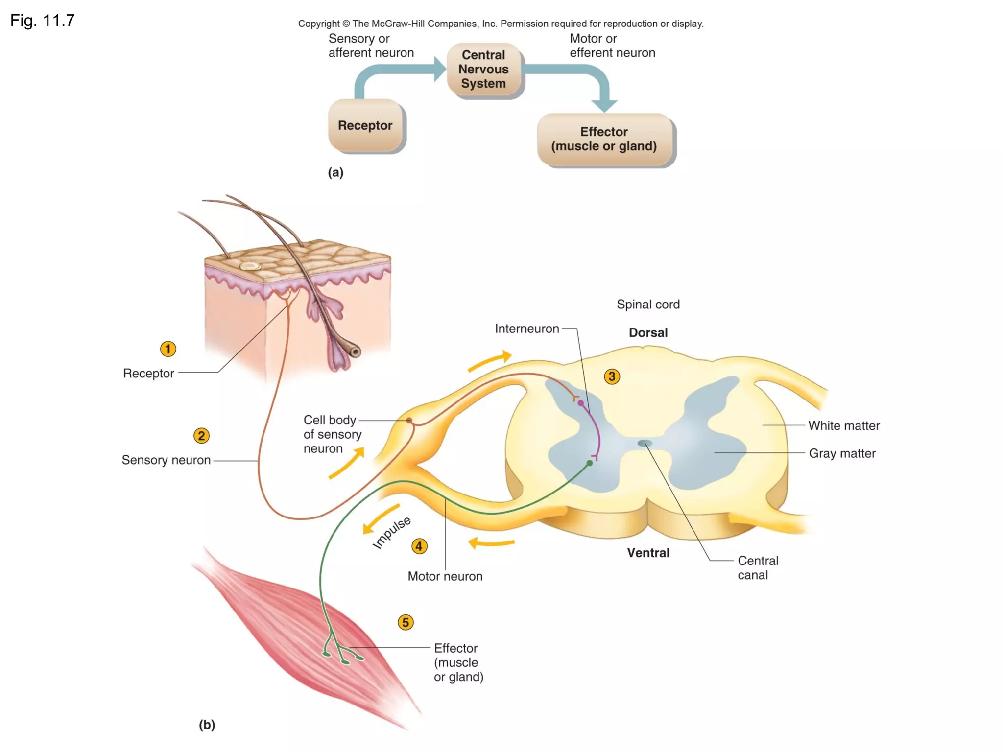 Chapter 11: Nervous System II: Divisions of the Nervous System Hole's ...