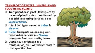 Ch 11 Transportation in Animals and Plants 1.pptx.pdf
