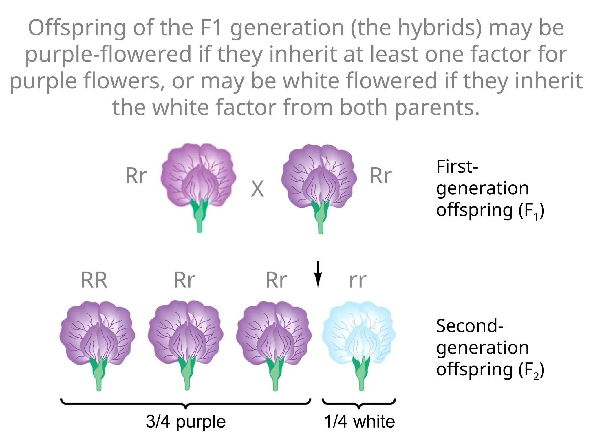 Quarter 3 module 2 Mendelian_genetics.ppt