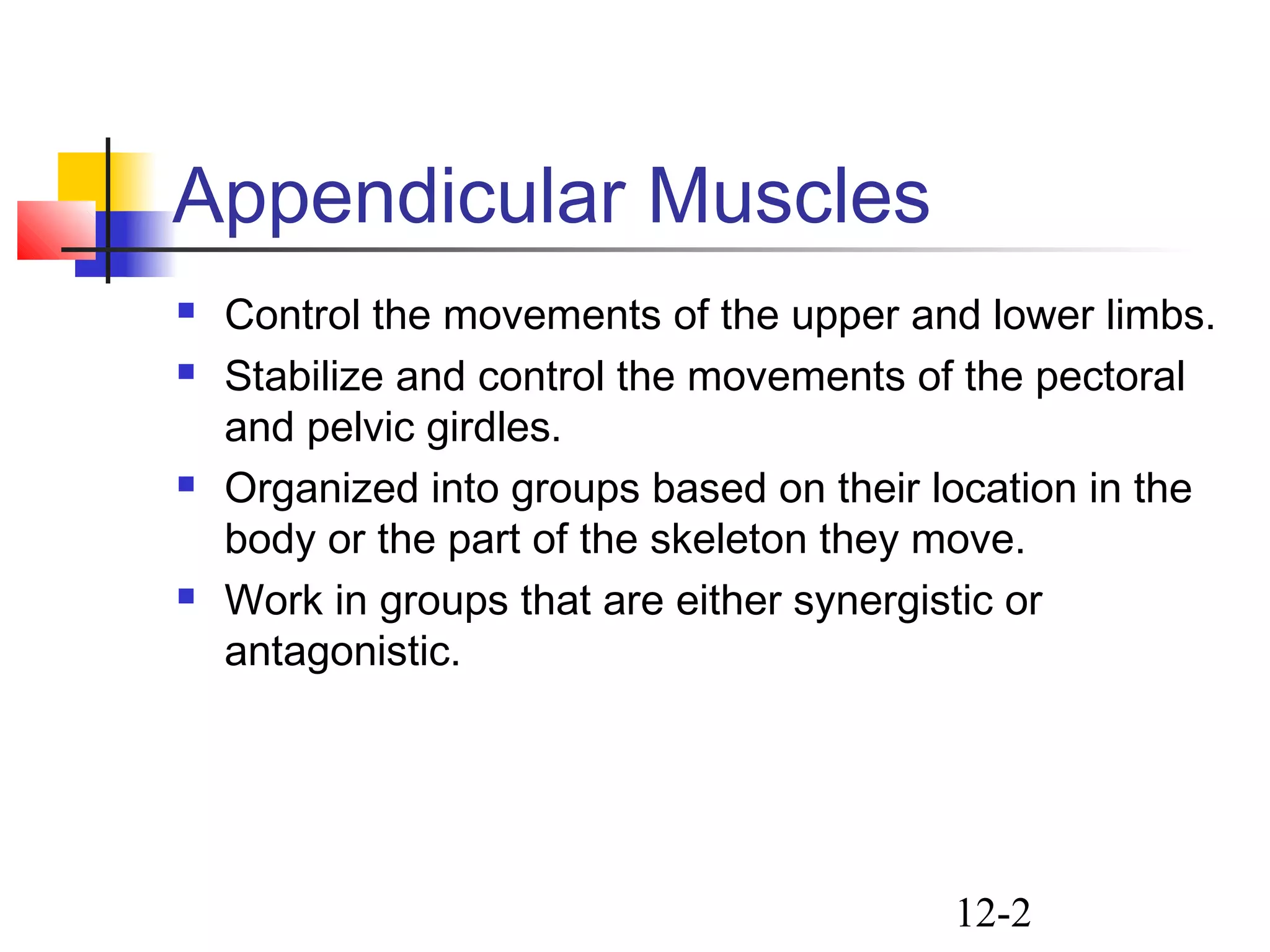 Appendicular muscles | PPT
