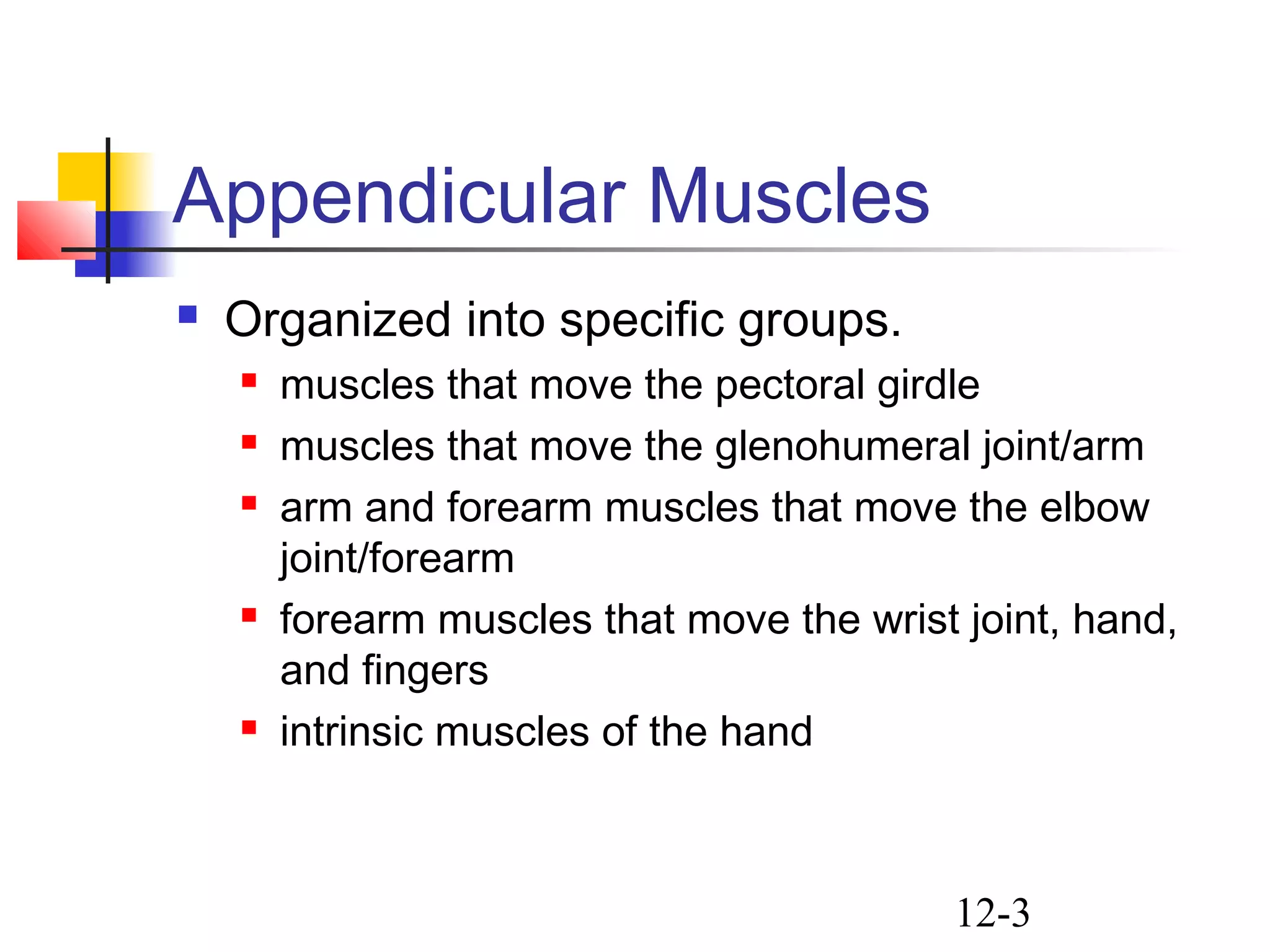 Appendicular muscles | PPT