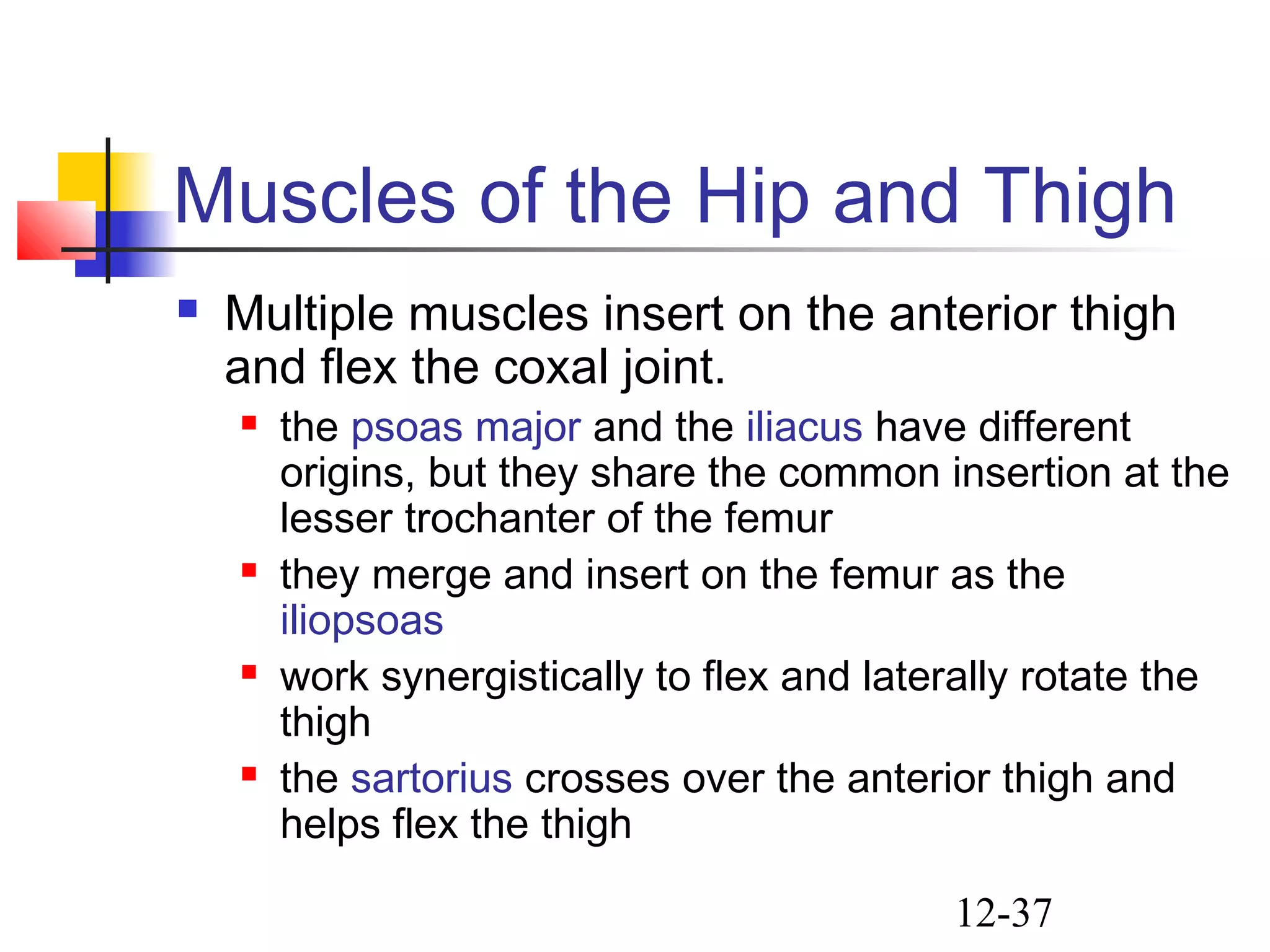 Appendicular muscles | PPT