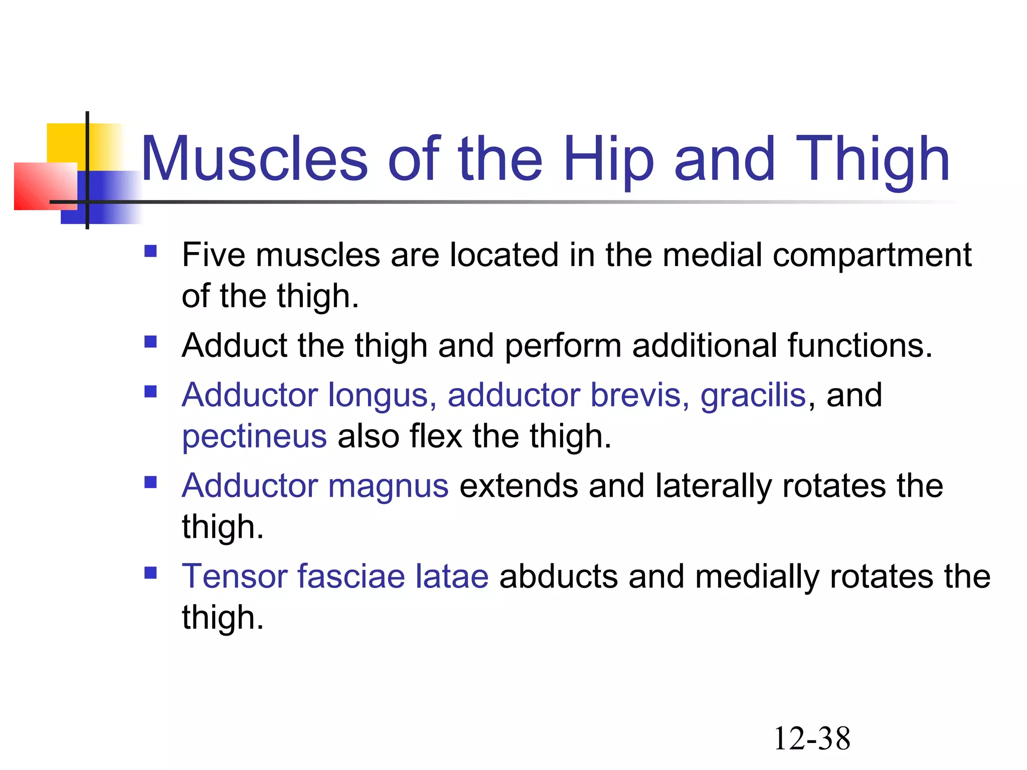 Appendicular muscles | PPT