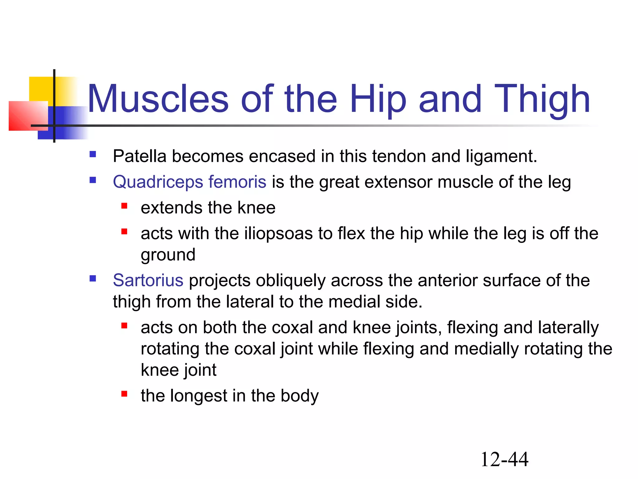 Appendicular muscles | PPT