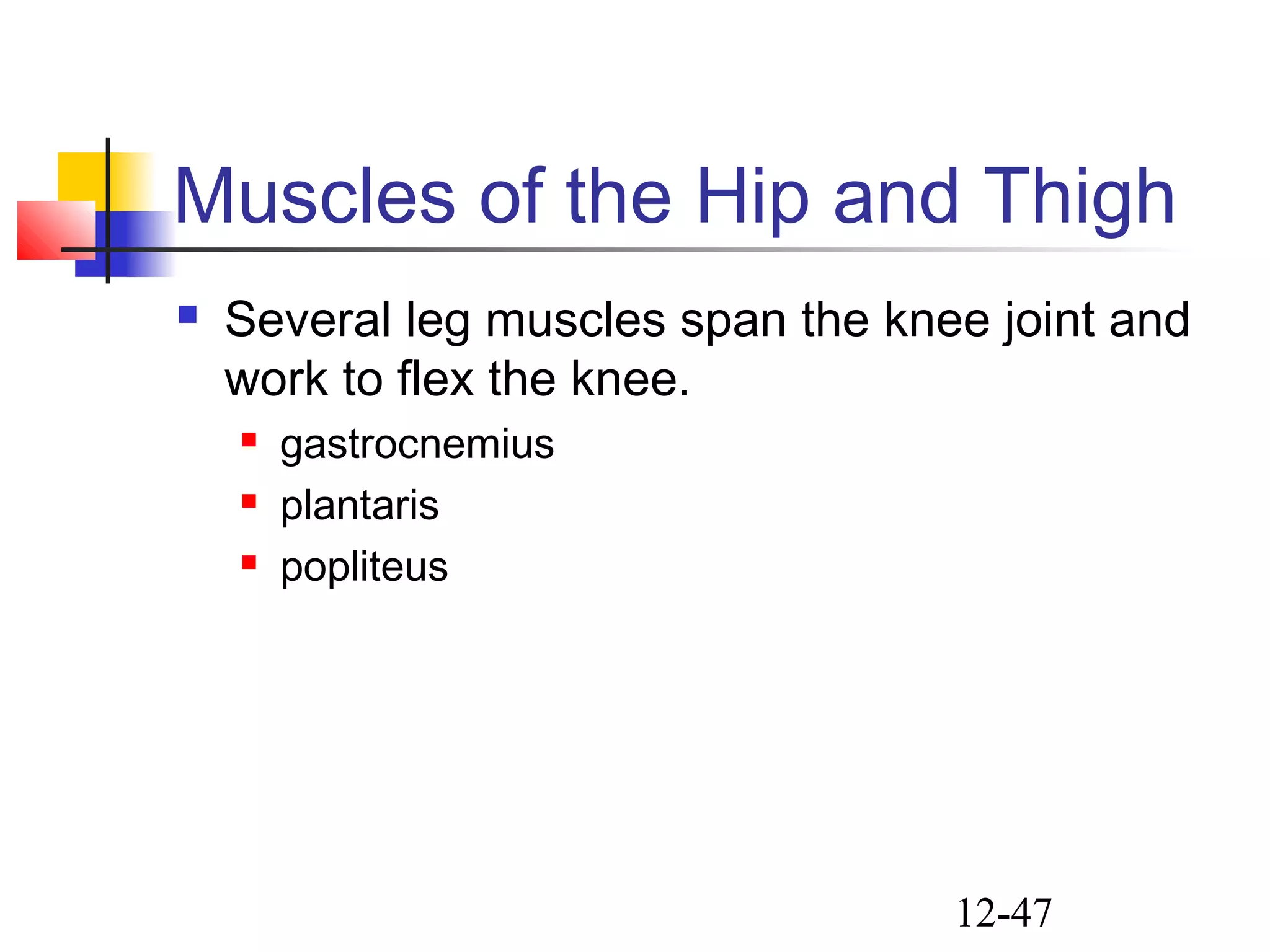 Appendicular muscles | PPT