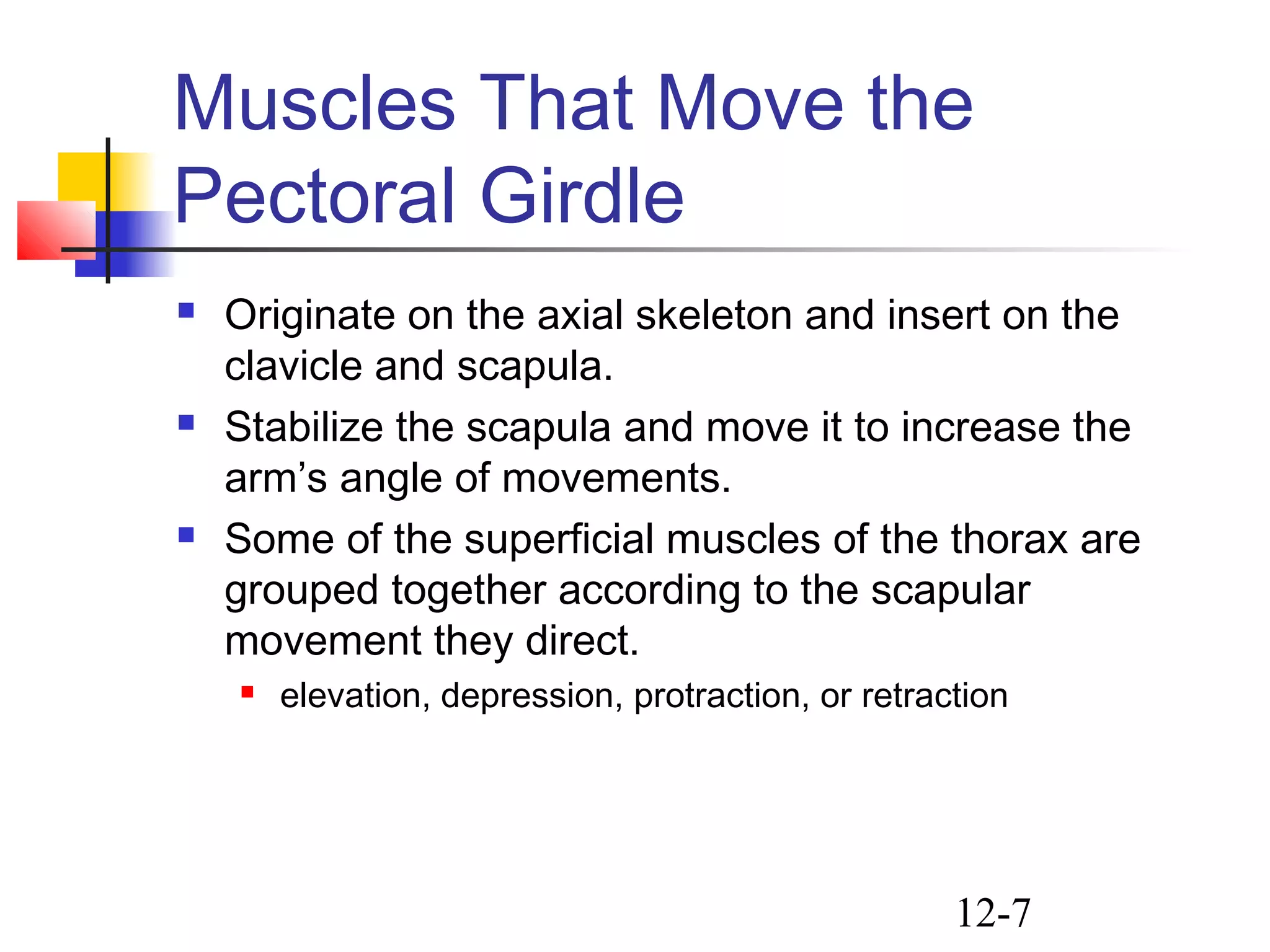 Appendicular muscles | PPT