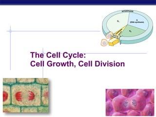 Ch 12 cell cycle | PPT