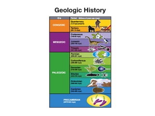Ch12 earthandlifehistorysection3 | PPT