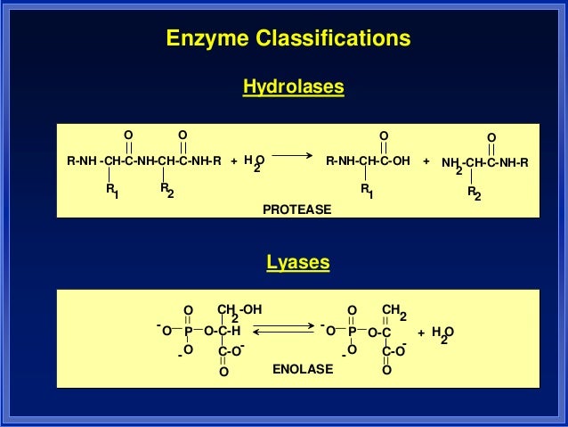Ch12 enzymes can be taught