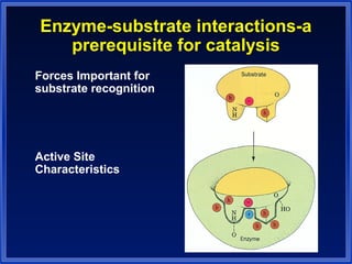 Ch12 enzymes can be taught | PPT