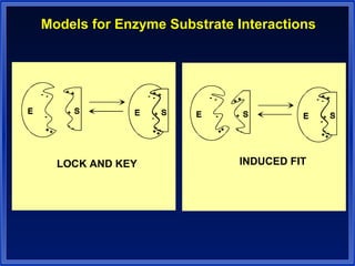 Ch12 enzymes can be taught | PPT