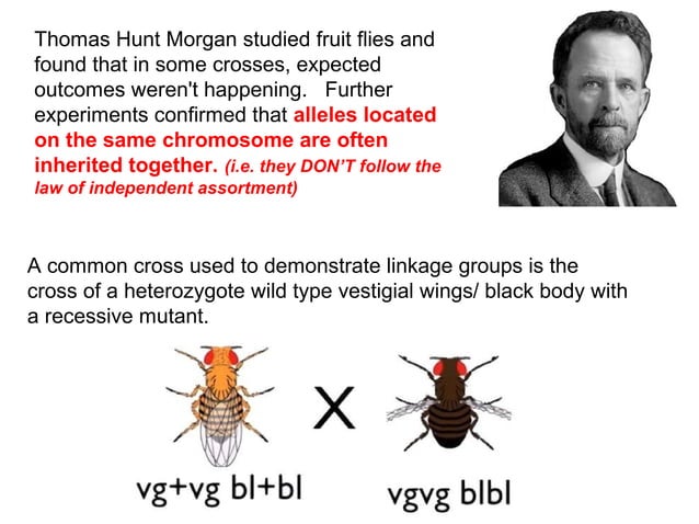 AP Biology Ch 12 gene linkage groups and chromosome maps | PPT ...