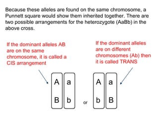 AP Biology Ch 12 gene linkage groups and chromosome maps | PPT