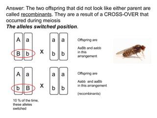 AP Biology Ch 12 gene linkage groups and chromosome maps | PPT