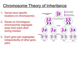 Genetic Linkage Problem