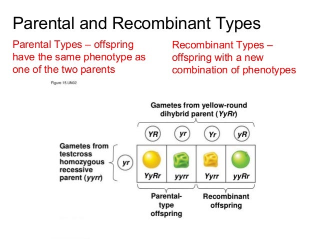 Ch 12 gene linkage groups and practice problems
