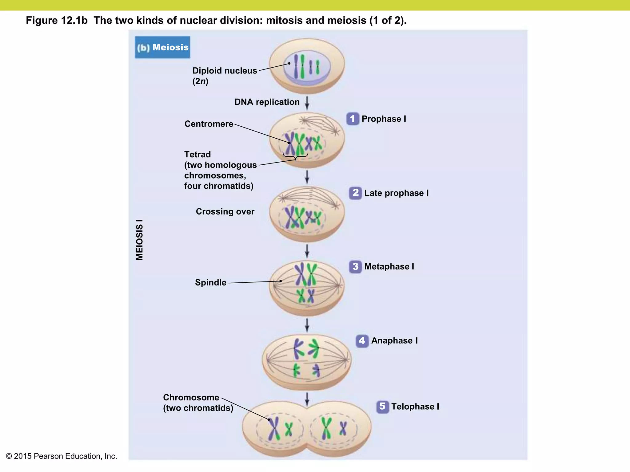 Ch12lecturepresentation 150831183228-lva1-app6892 | PPT