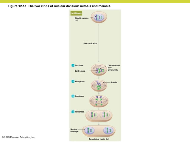 Ch12lecturepresentation 150831183228-lva1-app6892 | PPT