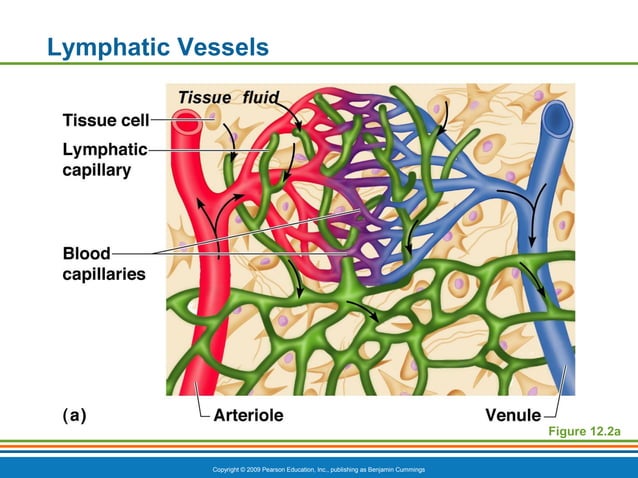 CVA A&P - Chapter 12: Lymph and Immunity | PPT | Ear, Nose and Throat ...