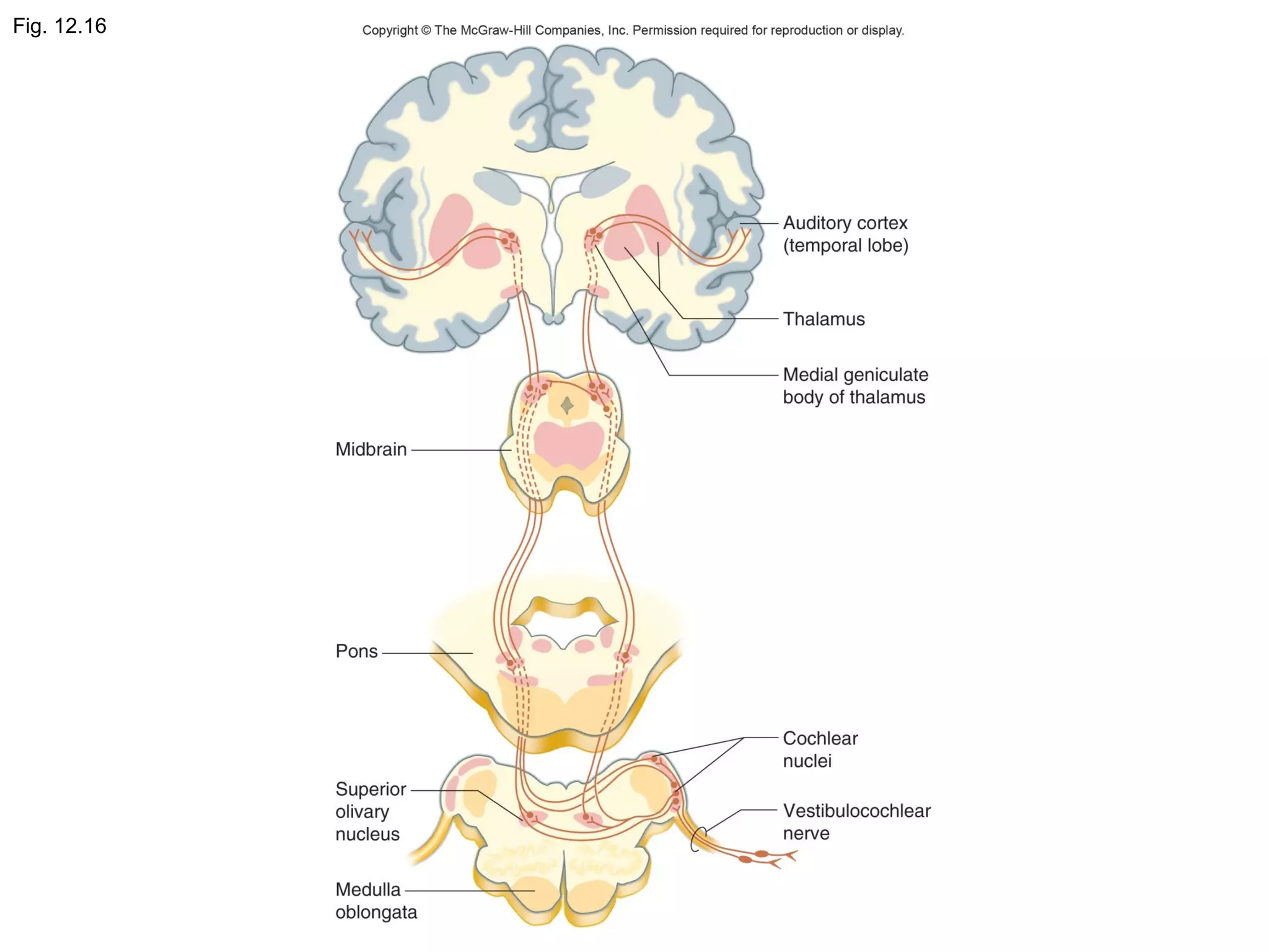 Chapter 12: Nervous System III: Senses Hole's Human Anatomy and ...
