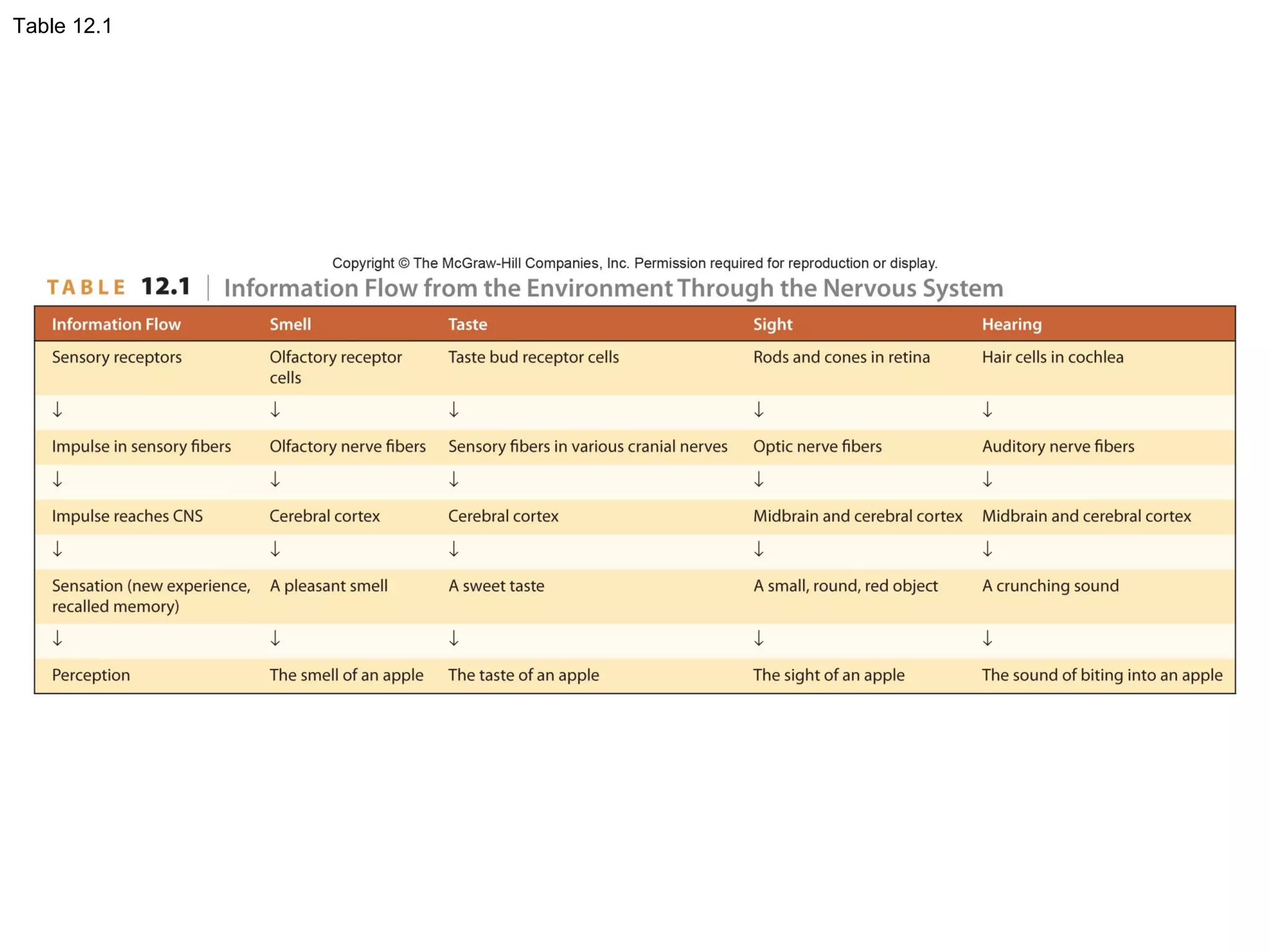 Chapter 12: Nervous System III: Senses Hole's Human Anatomy and ...