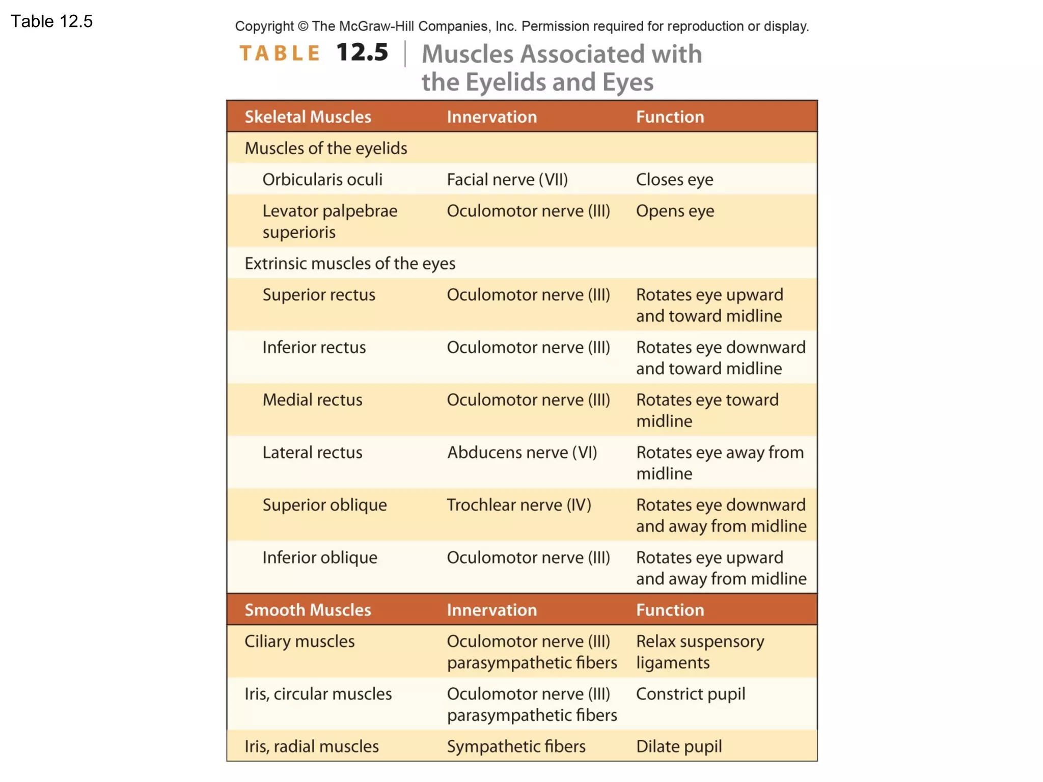 Chapter 12: Nervous System III: Senses Hole's Human Anatomy and ...