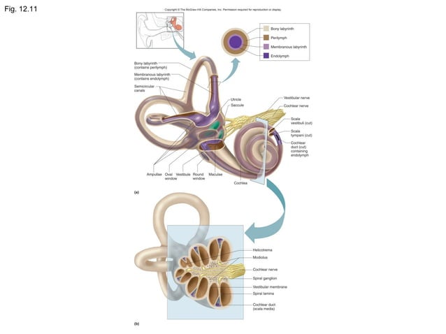 Chapter 12: Nervous System III: Senses Hole's Human Anatomy and ...