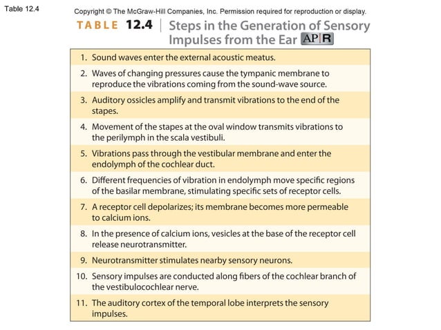 Chapter 12: Nervous System III: Senses Hole's Human Anatomy and ...