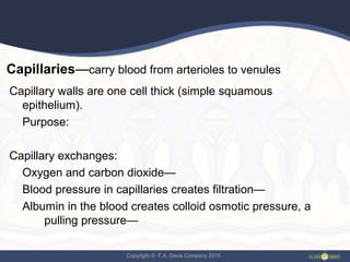 Ch13 - Vascular System - Franklin University | PPT