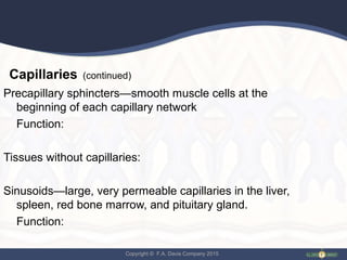 Ch13 - Vascular System - Franklin University | PPT
