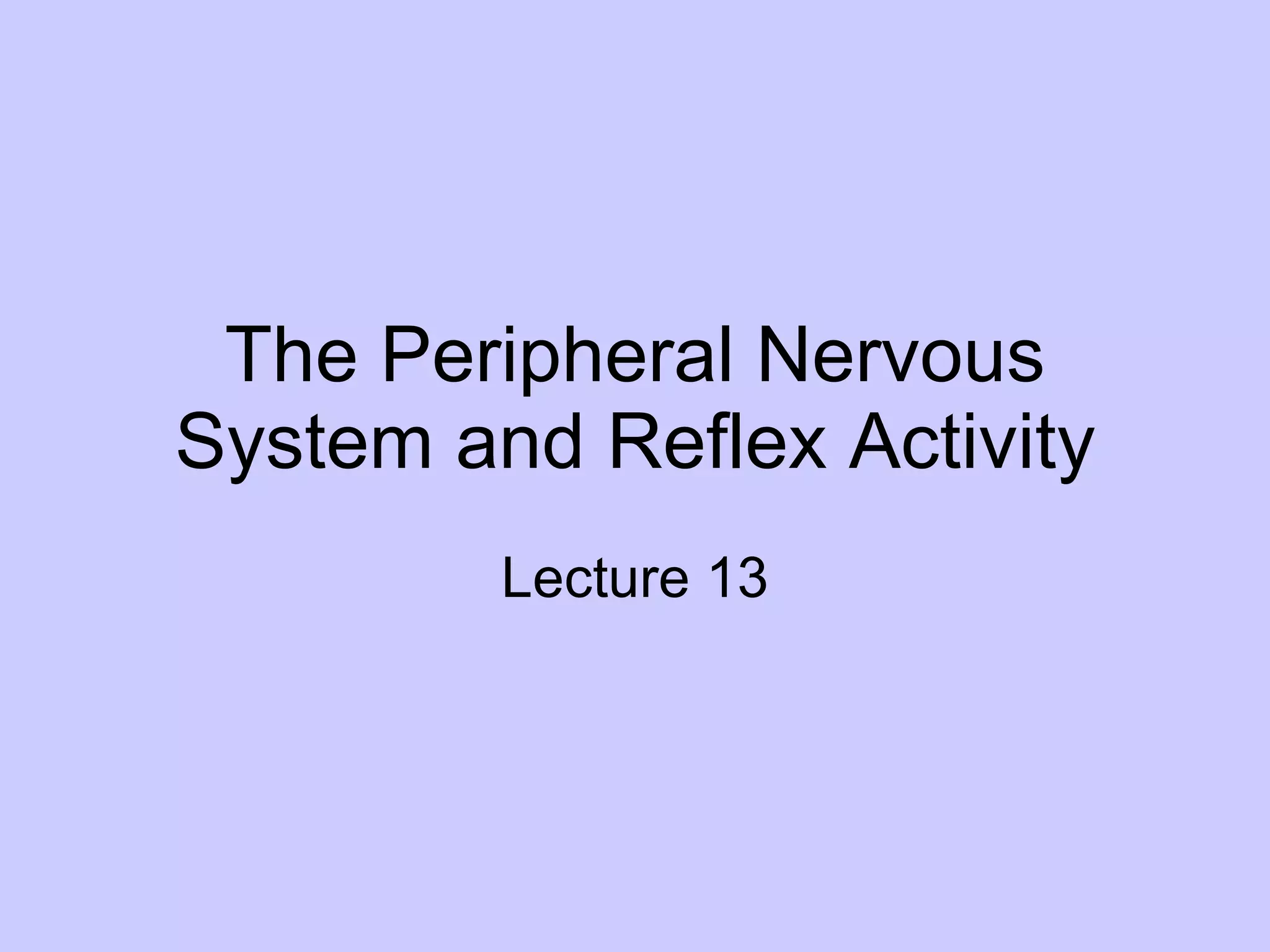Ch 13 the peripheral nervous system and nervous activity | PPT